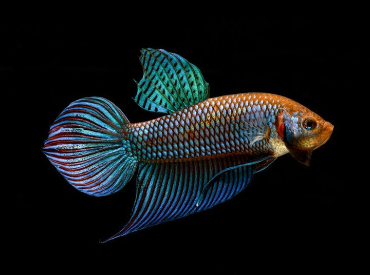 Freshwater Fish Canada | Maritime Fins Aquarium Store Dartmouth