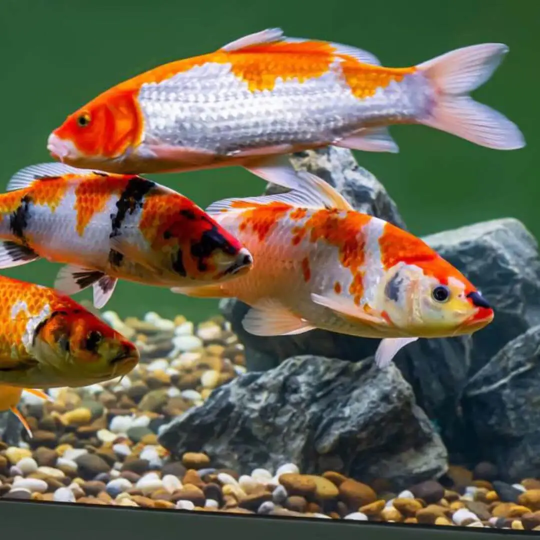 Aquarium Shop & Pet Supply In Nova Scotia – Maritime Fins