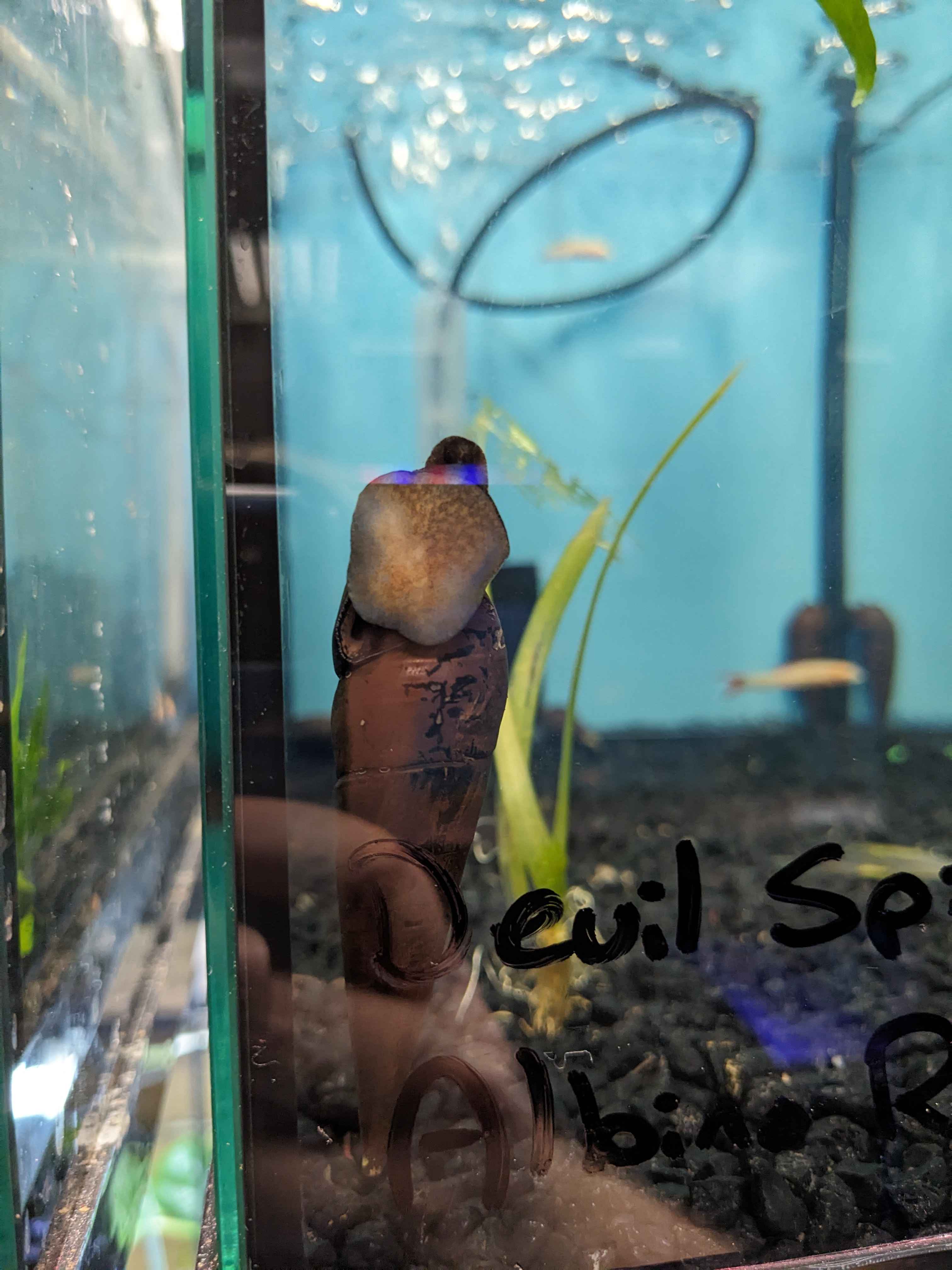 Devil Spike Snails