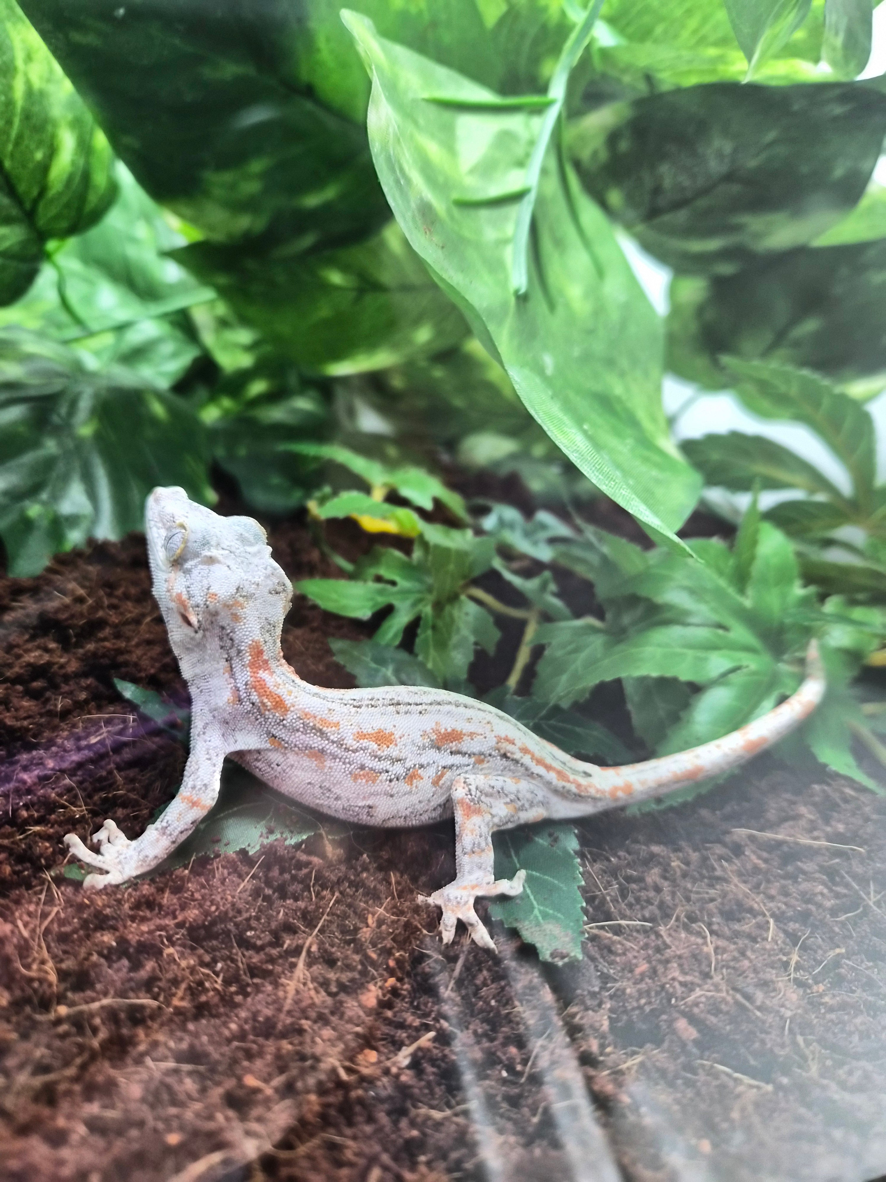 Orange Stripe Gargoyle Gecko