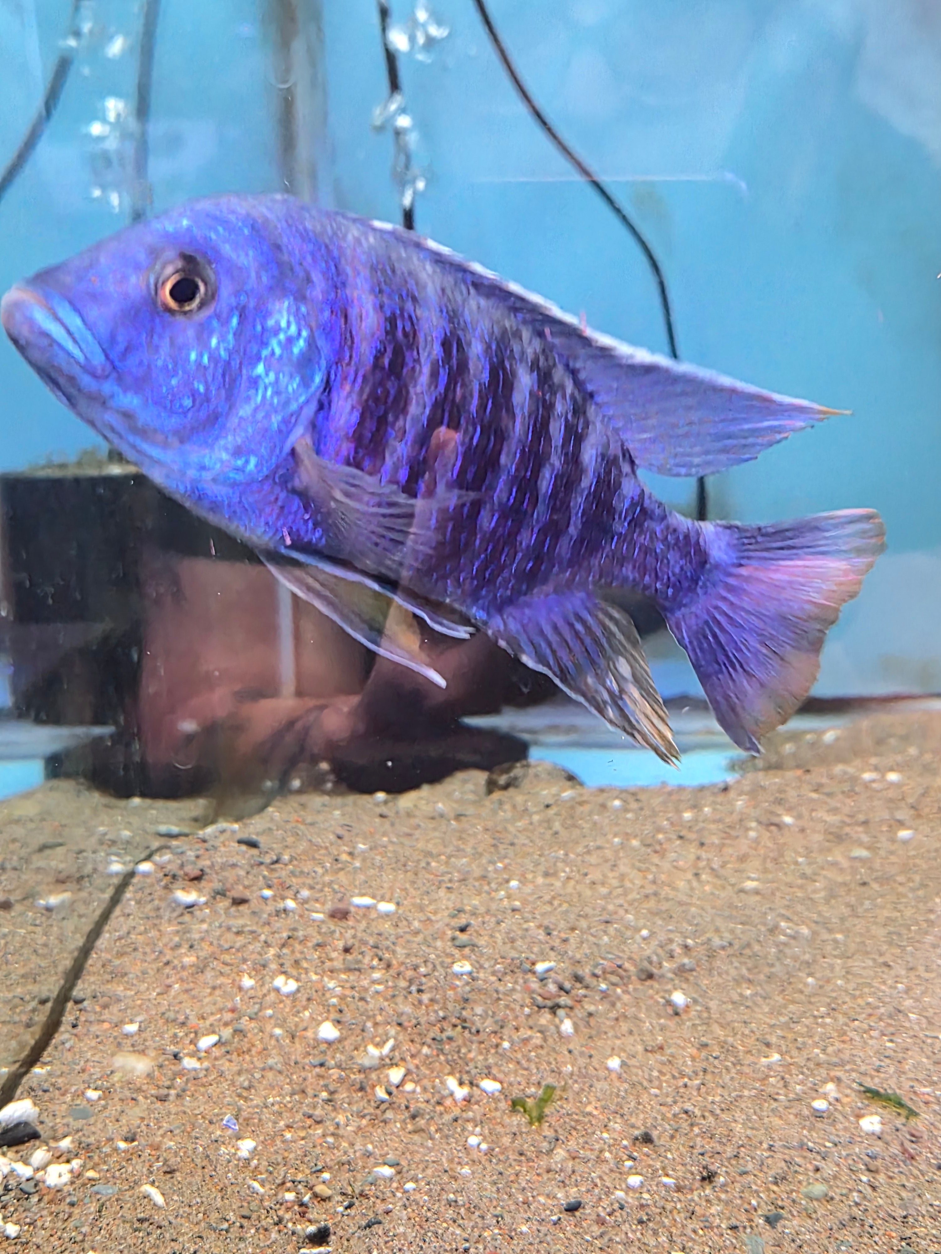 Blue Dragon Blood (Male)