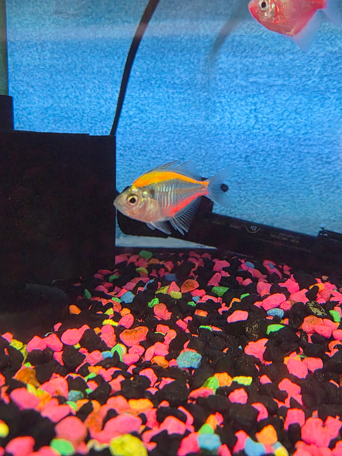 Two-colour Painted Glassfish