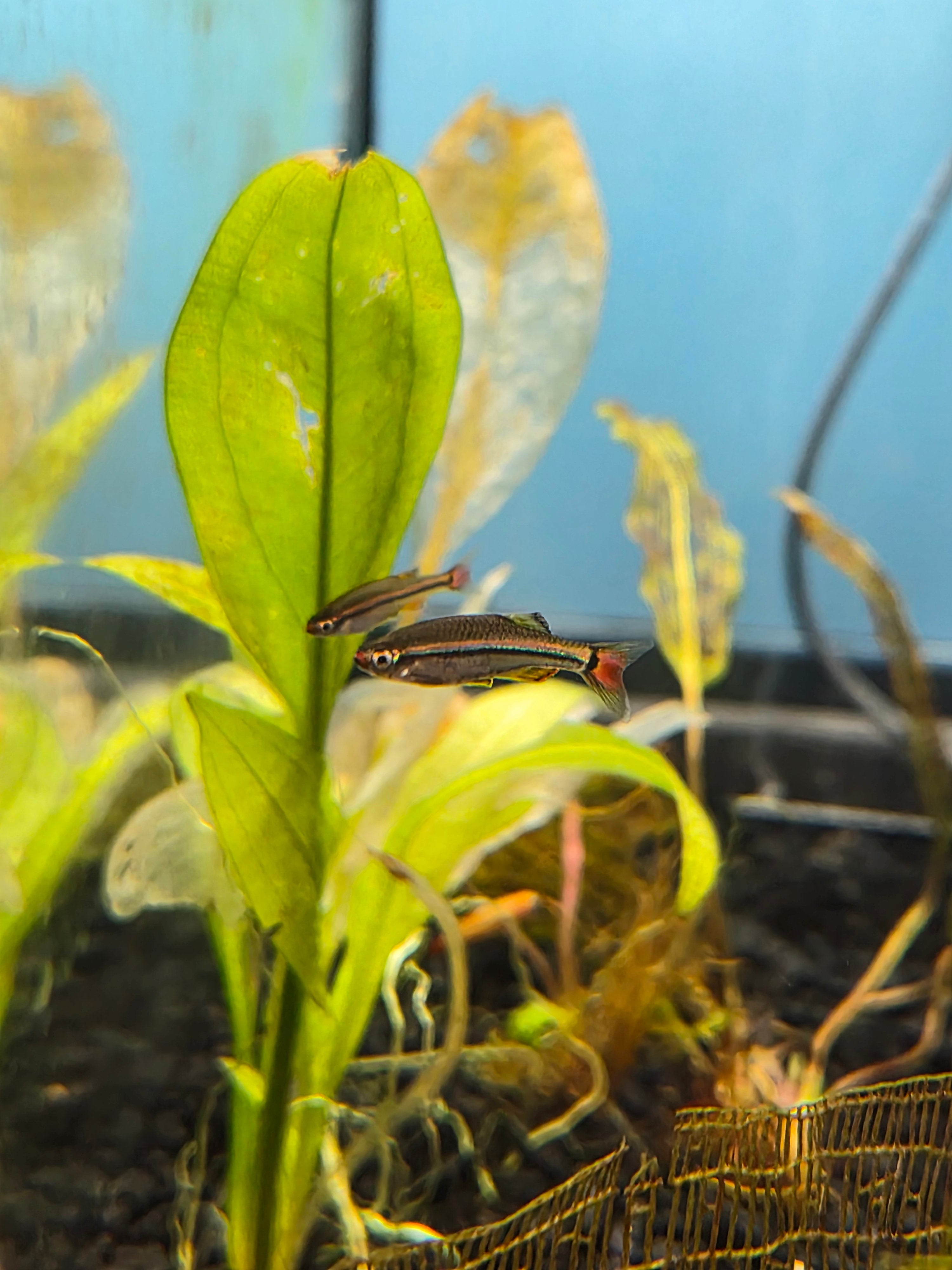 Cardinal Minnow
