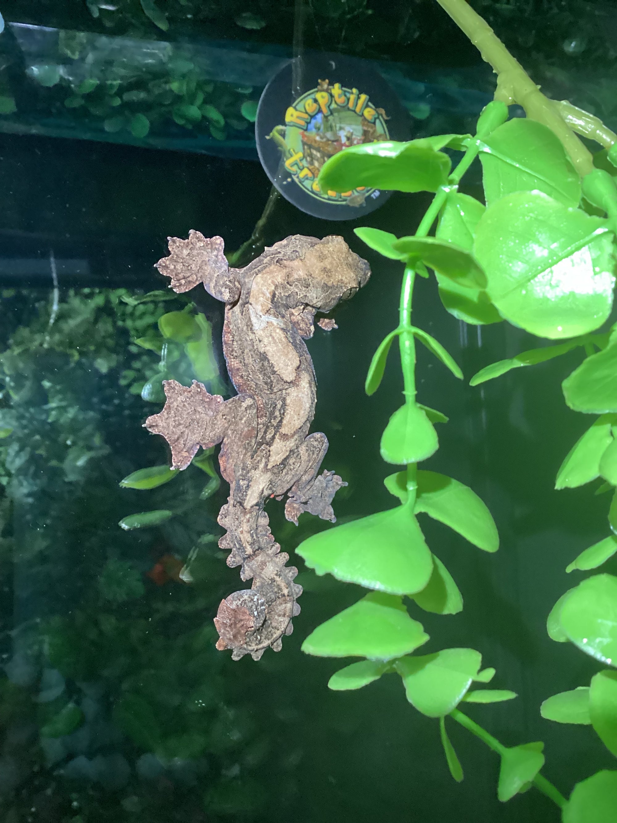 Flying Gecko