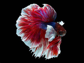 Buy Live Freshwater Fish Online in Canada | Maritime Fins NS