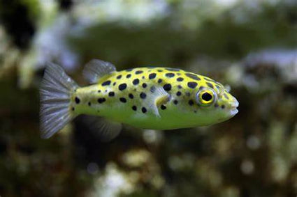 Puffer figure 8