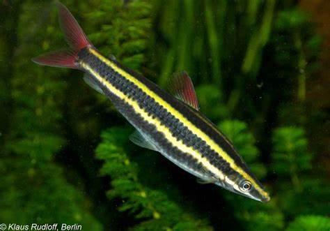 Anostomus Anostomus (Cigar Fish)