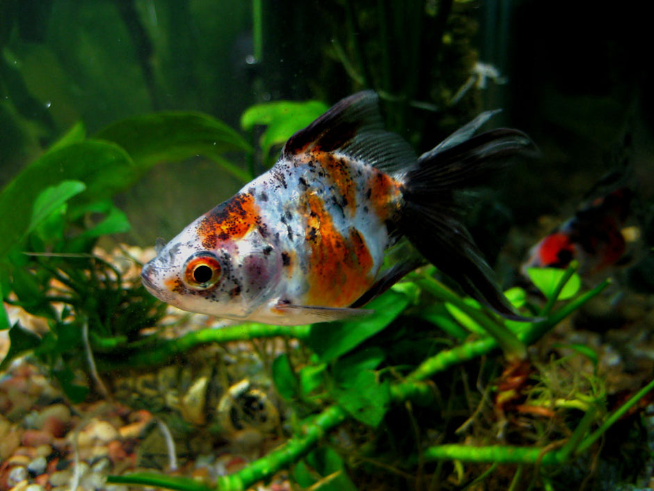 Live Goldfish For Sale | Buy Fancy Goldfish Online