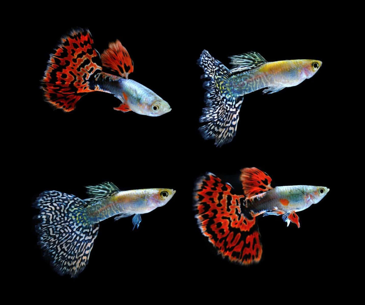Buy Live Freshwater Fish Online in Canada | Maritime Fins NS