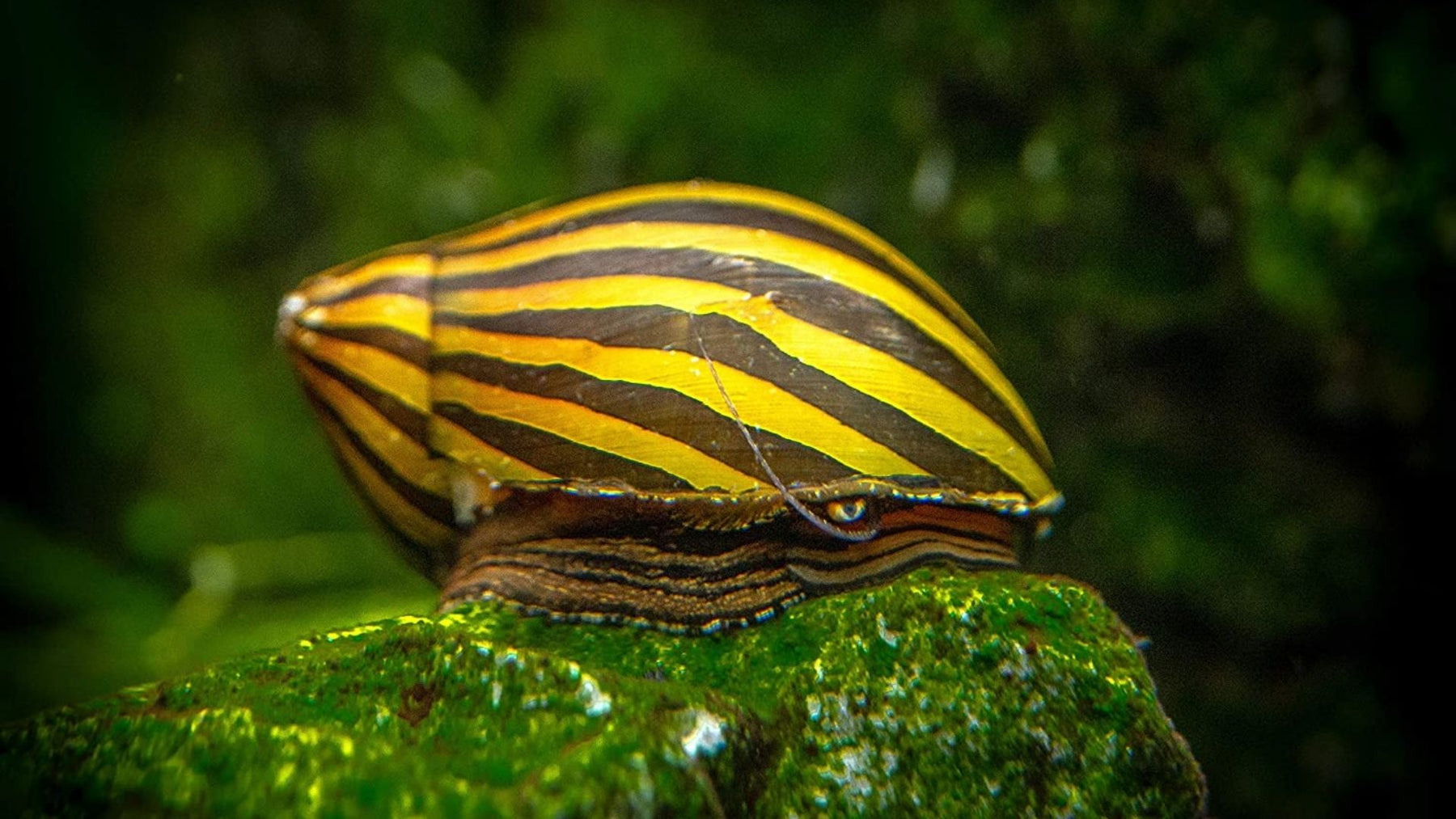 Buy Live Aquarium Snails for Sale in Canada & Nova Scotia