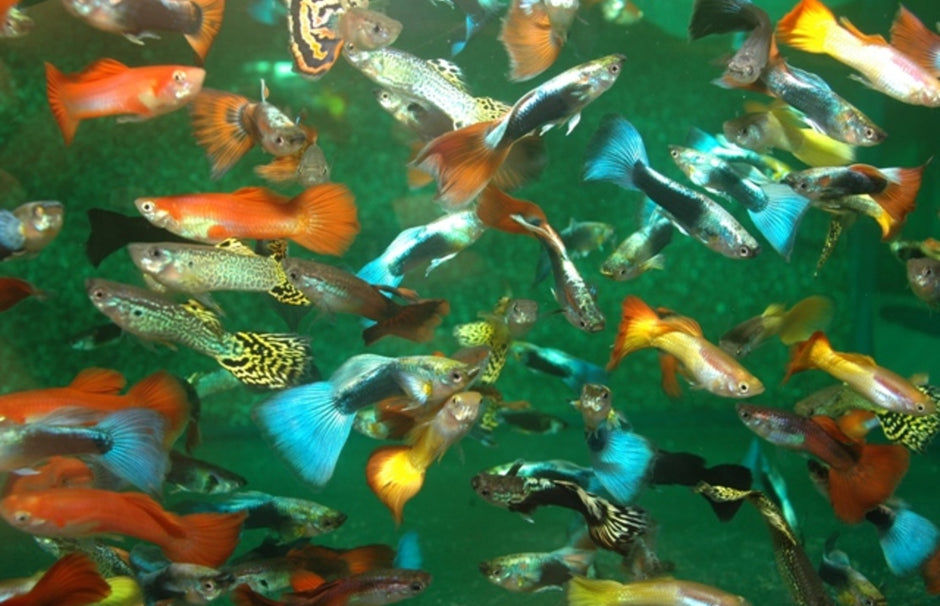 Buy Live Freshwater Fish Online in Canada | Maritime Fins NS