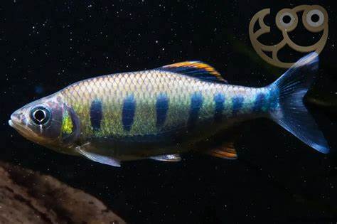 Blue Spotted Hill Trout – Maritime Fins